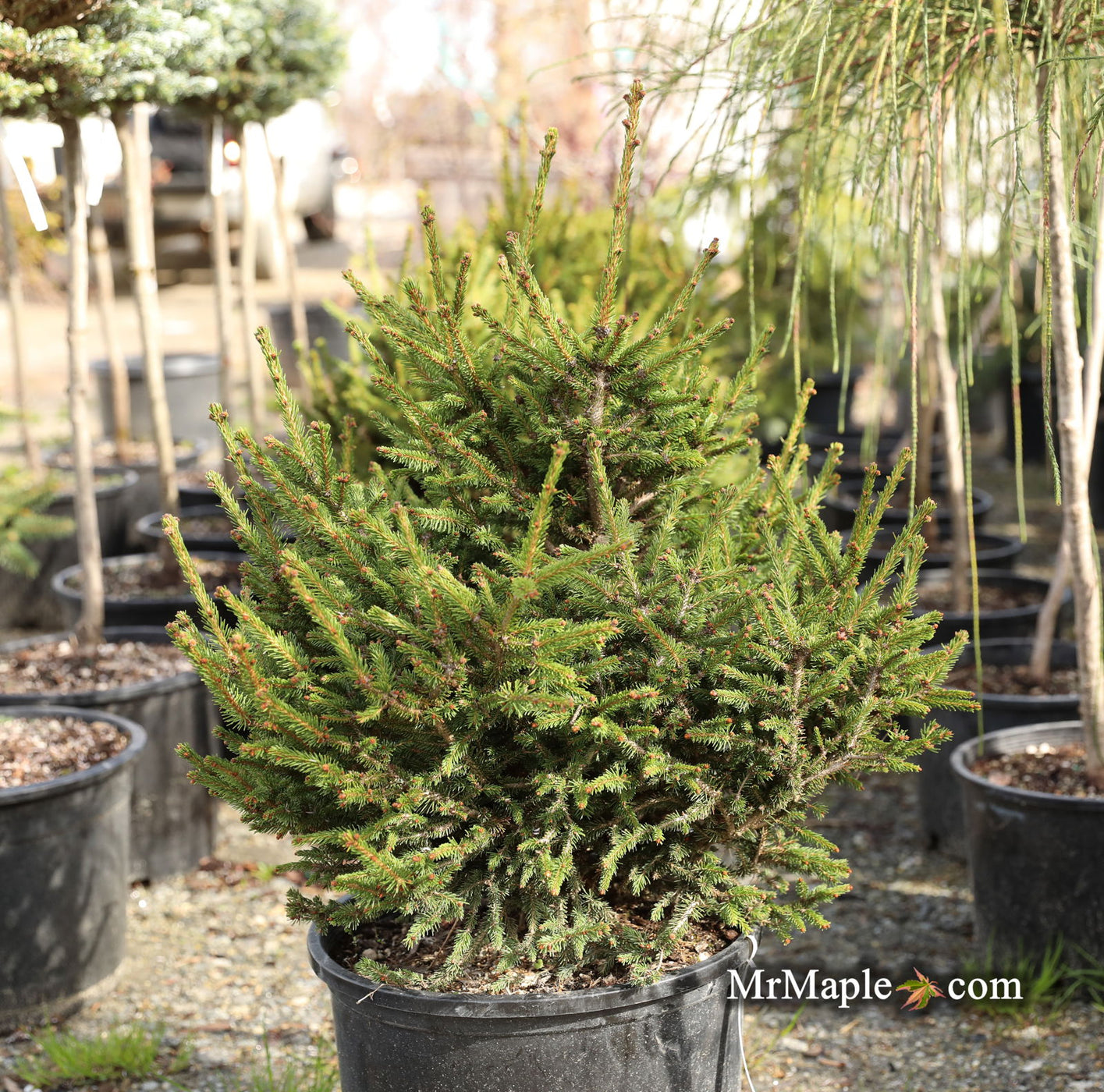 Buy Picea abies 'Kluis' Rare Dwarf Norway Spruce — Mr Maple │ Buy ...
