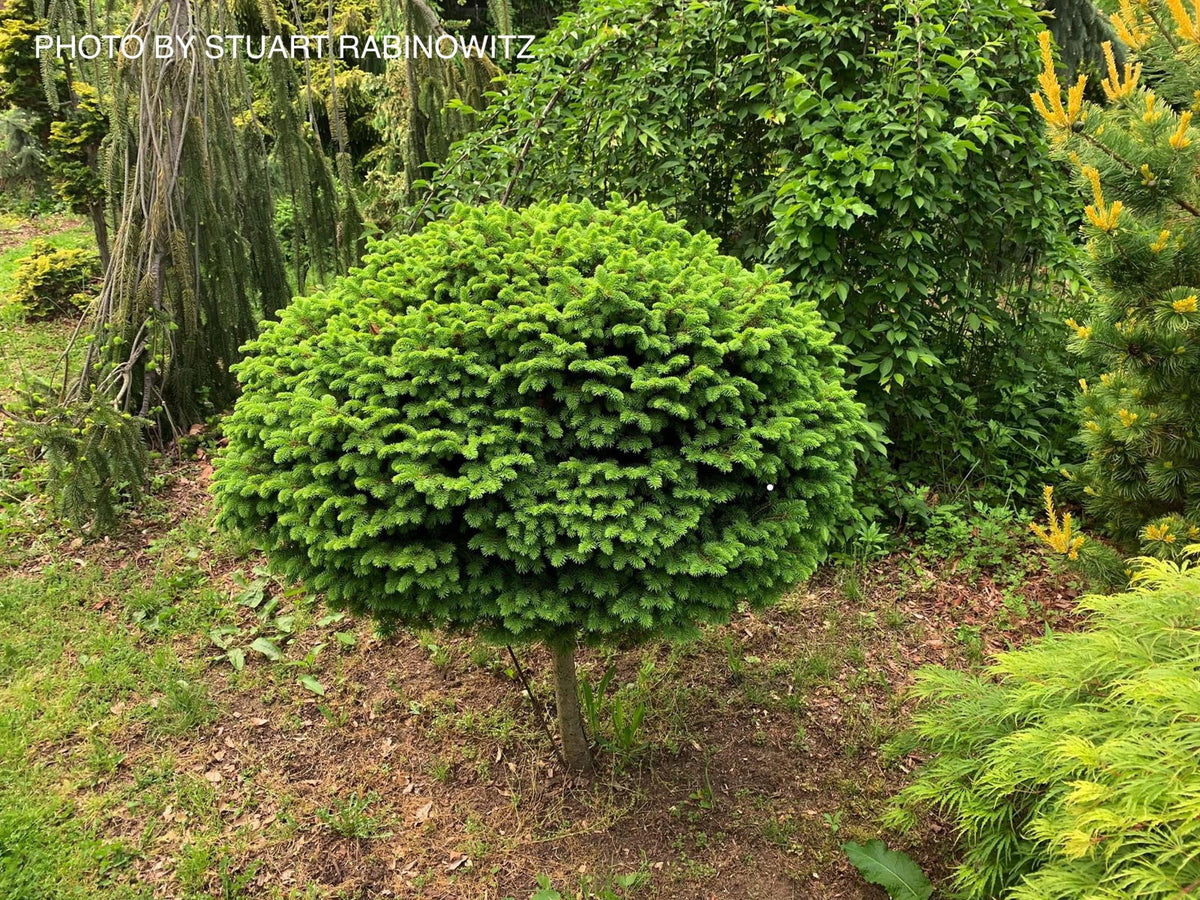 Buy Picea abies 'Little Gem' Rare Dwarf Norway Spruce — Mr Maple │ Buy ...
