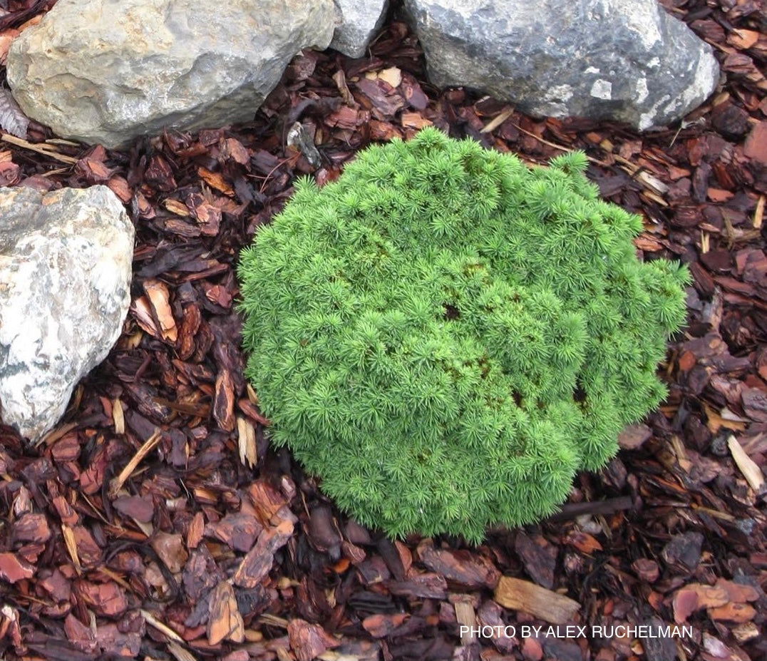 Buy Picea abies 'Malena' Rare Dwarf Norway Spruce — Mr Maple │ Buy ...