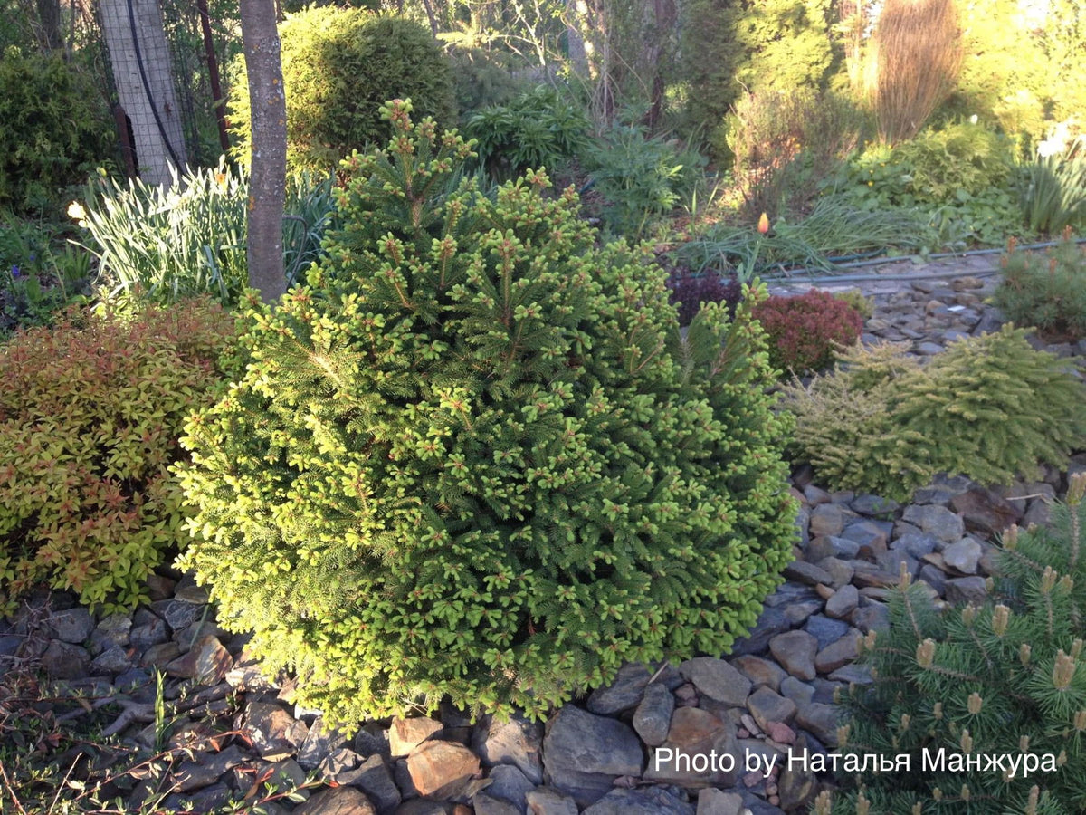 Buy Picea abies 'Ohlendorffii' Rare Dwarf Norway Spruce — Mr Maple ...