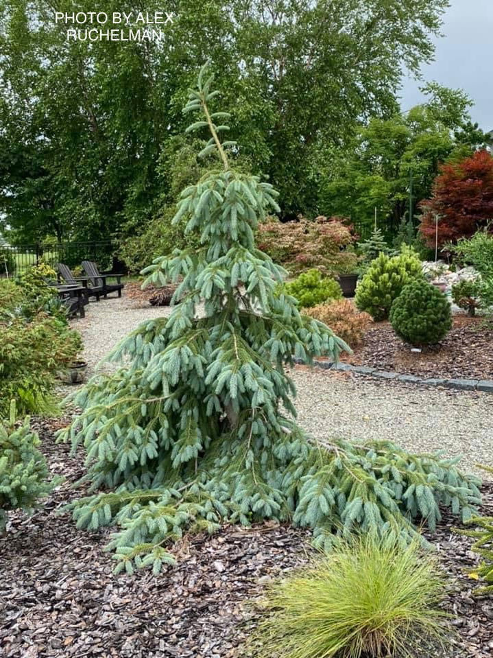 Buy Picea engelmannii 'Bush's Lace' Rare Engelmann Spruce — Mr Maple ...