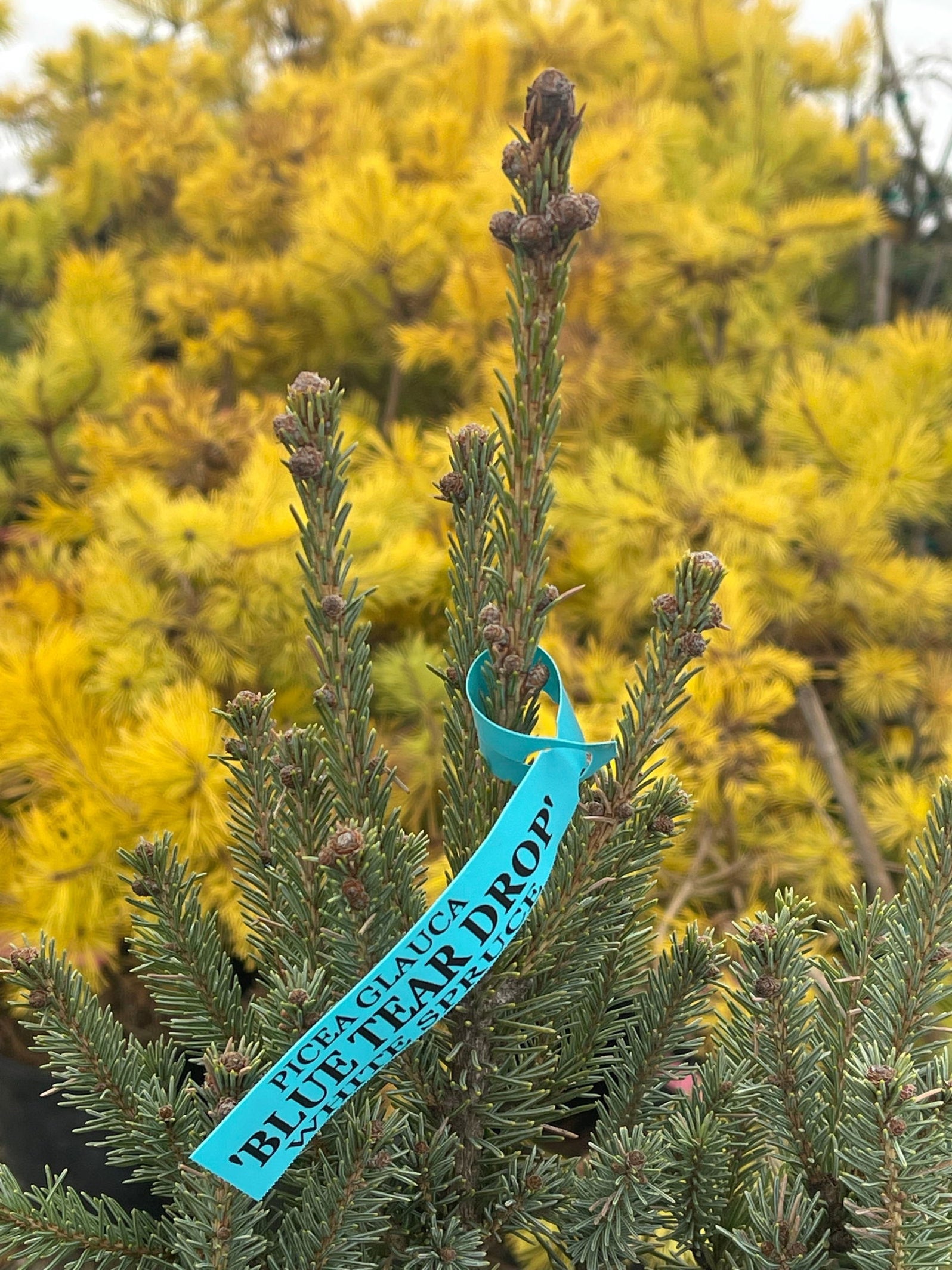 Buy Picea glauca 'Blue Tear Drop' White Spruce — Mr Maple │ Buy ...