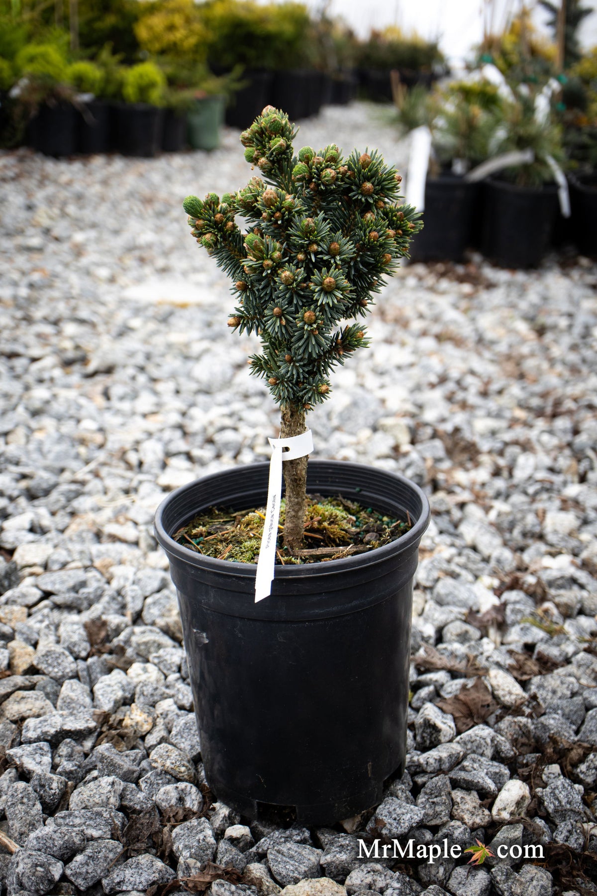 Buy Picea glauca 'Cecelia' White Spruce — Mr Maple │ Buy Japanese Maple ...