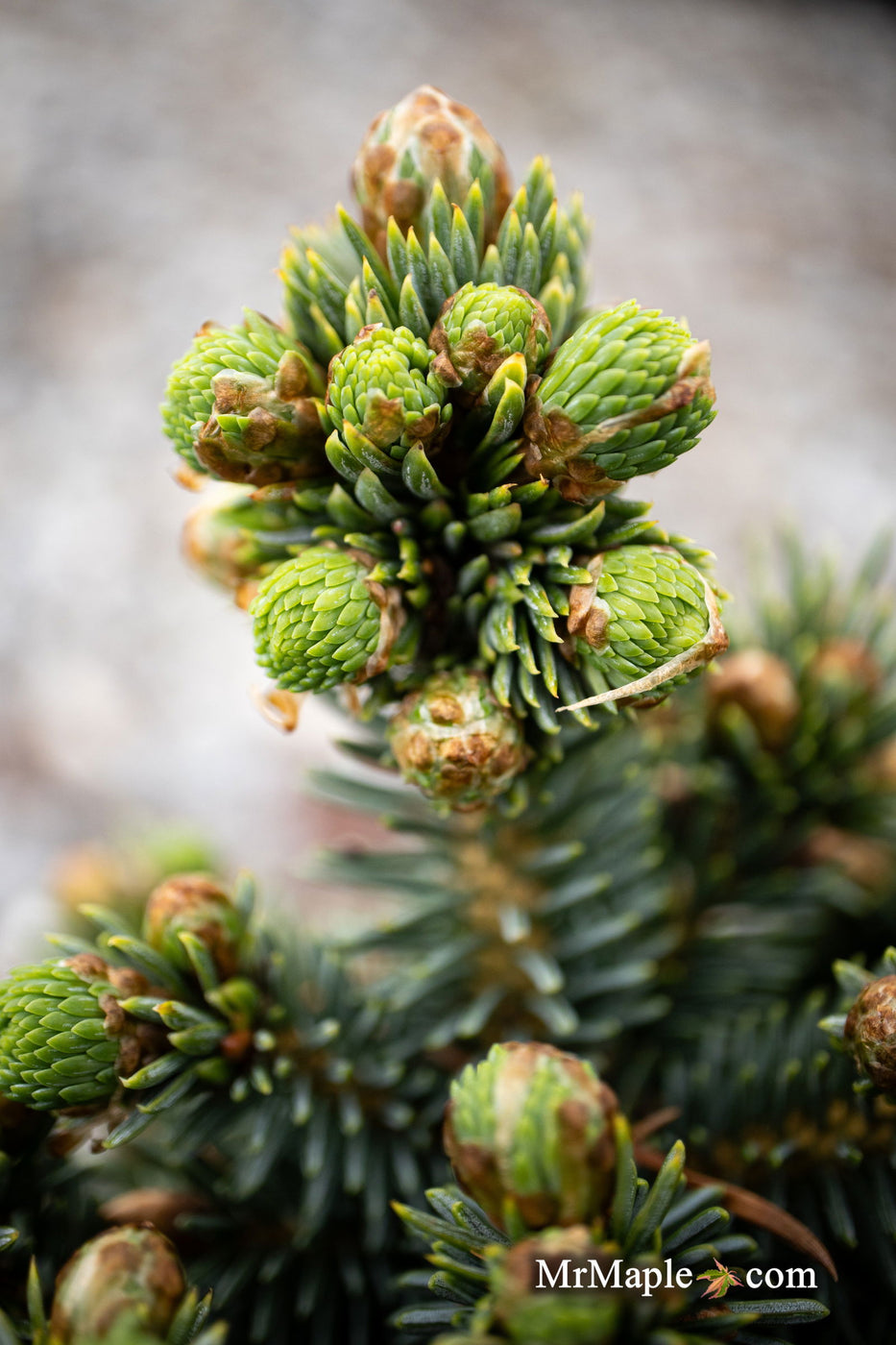 Buy Picea glauca 'Cecelia' White Spruce — Mr Maple │ Buy Japanese Maple ...