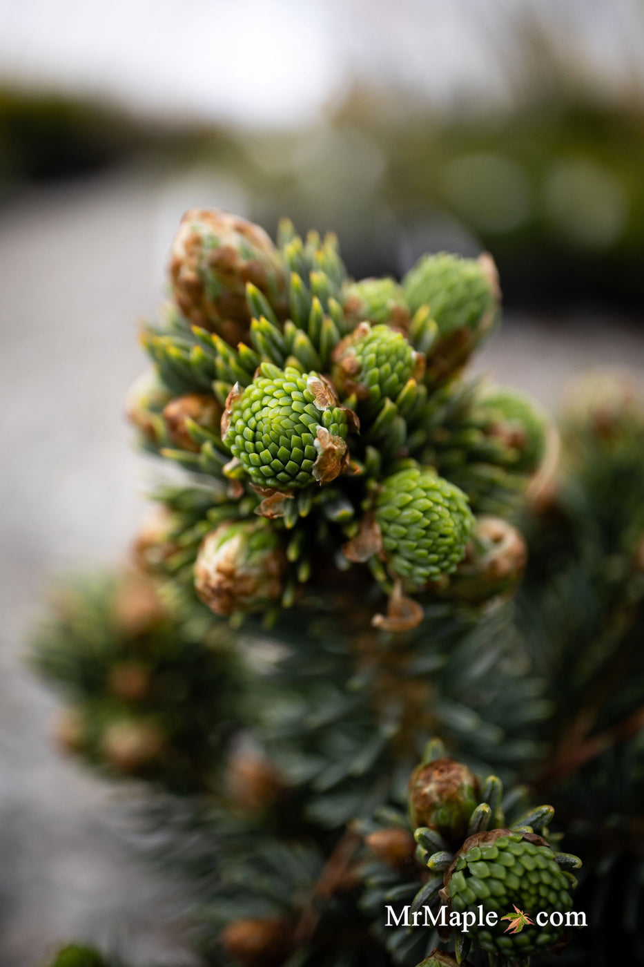 Buy Picea glauca 'Cecelia' White Spruce — Mr Maple │ Buy Japanese Maple ...