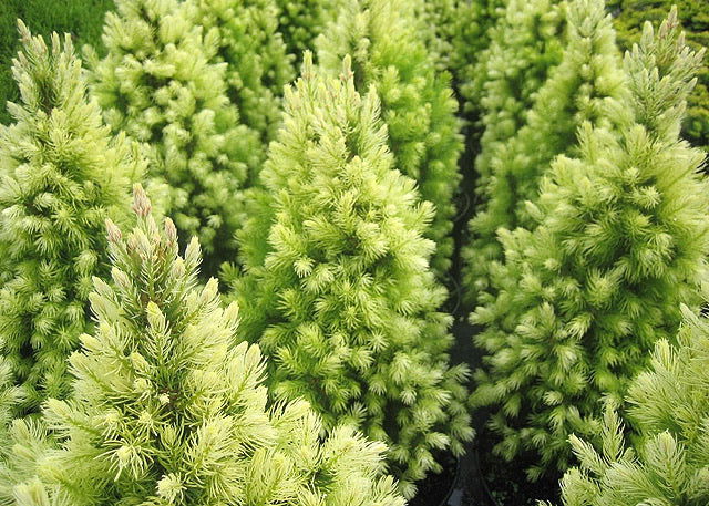 Buy Picea glauca 'Daisy White' Dwarf Conical White Spruce — Mr Maple ...