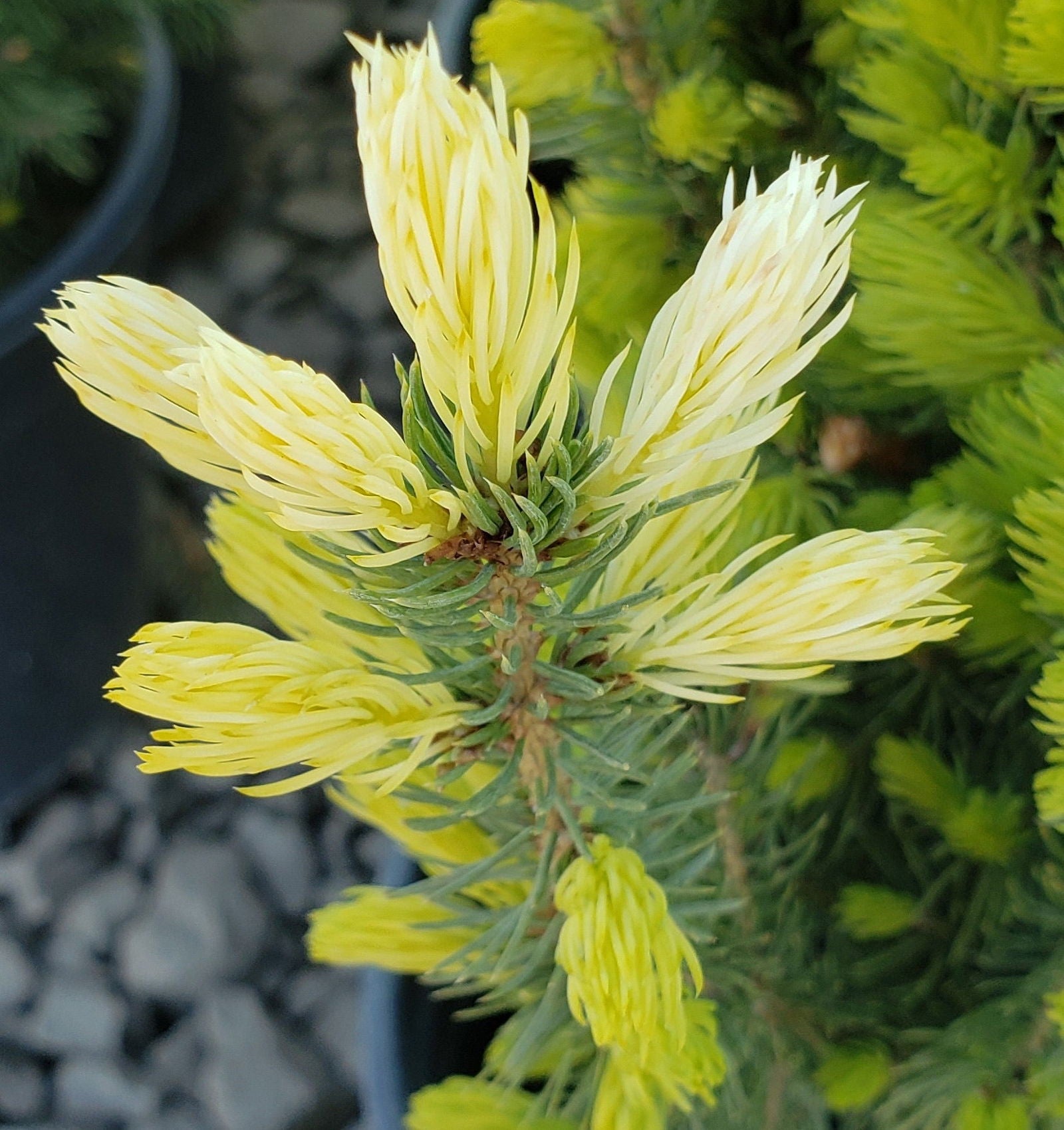 Buy Picea glauca 'Daisy White' Dwarf Conical White Spruce — Mr Maple ...