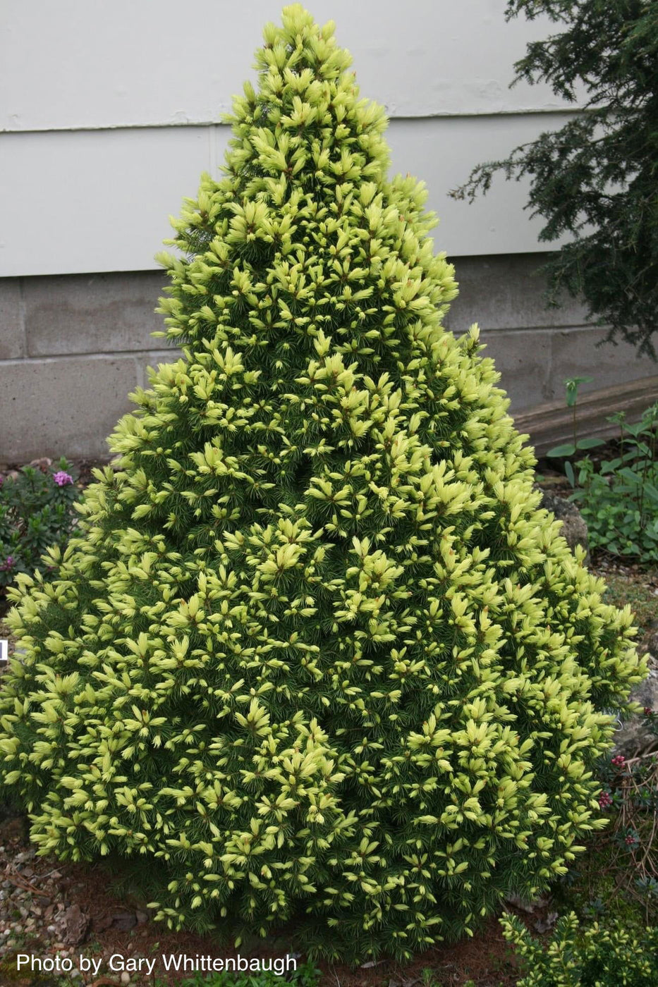 Buy Picea glauca 'Daisy White' Dwarf Conical White Spruce — Mr Maple ...