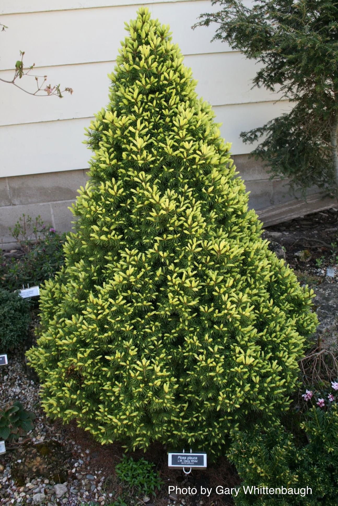 Buy Picea glauca 'Daisy White' Dwarf Conical White Spruce — Mr Maple ...