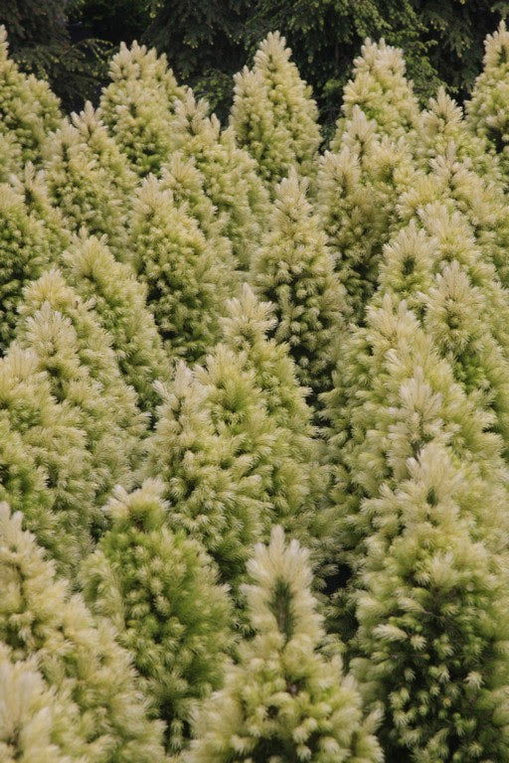 Buy Picea glauca 'Daisy White' Dwarf Conical White Spruce — Mr Maple ...