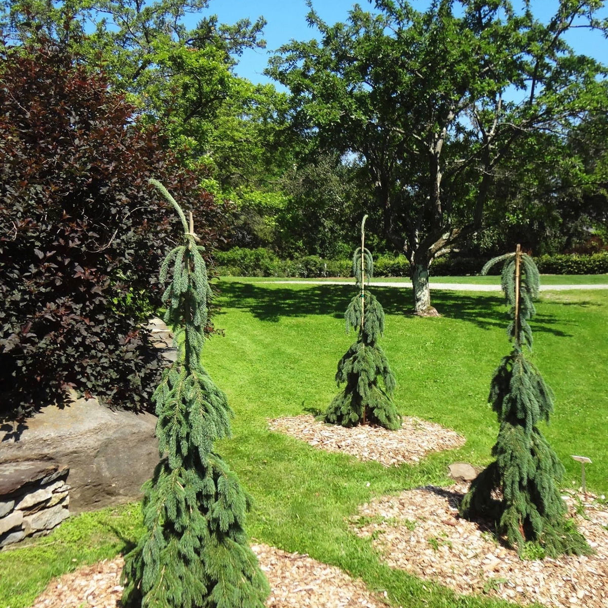 dwarf white spruce trees
