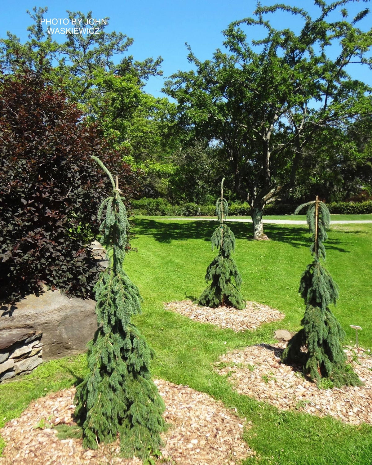 Buy Picea glauca 'Pendula' Dwarf Conical Spruce — Mr Maple │ Buy ...