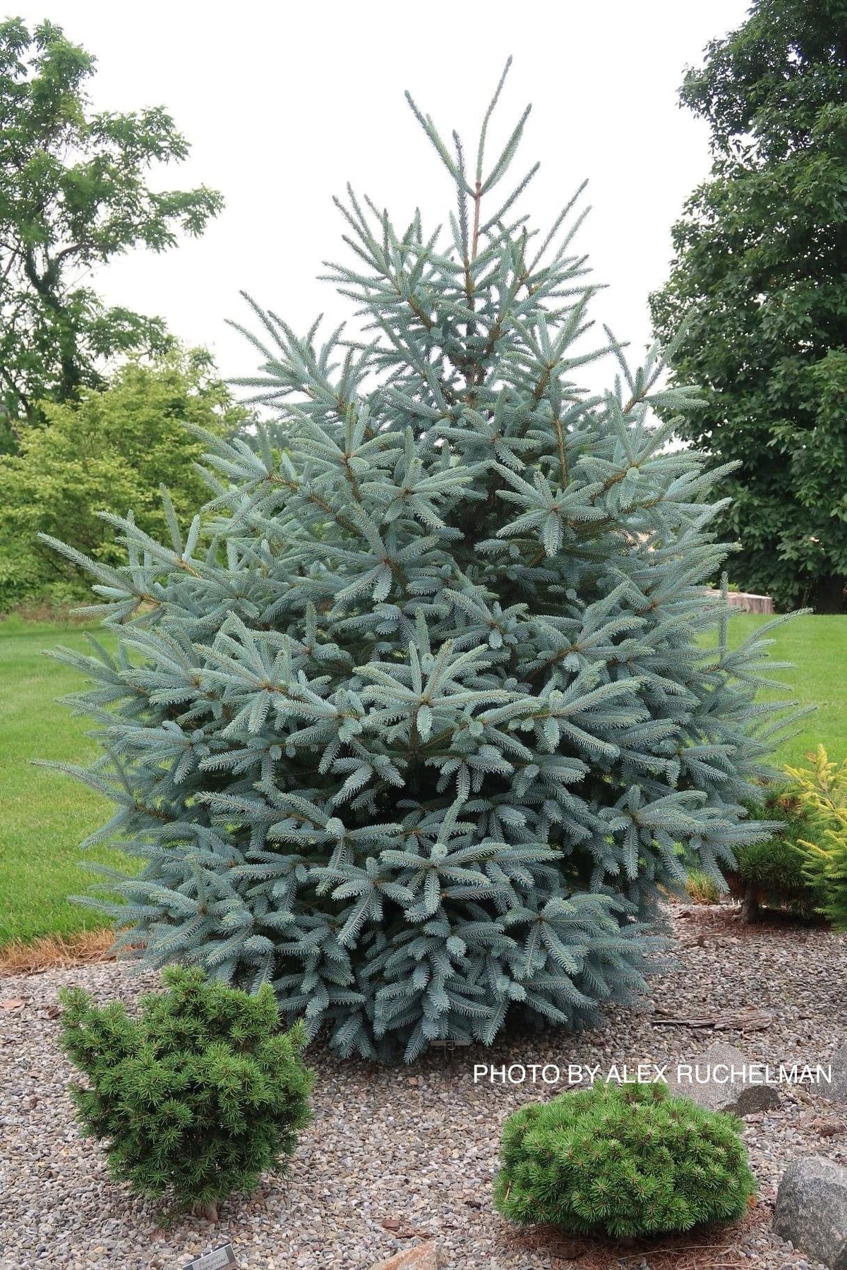 Buy Picea glauca 'Whiskey Blues' Dwarf Conical White Spruce — Mr Maple ...