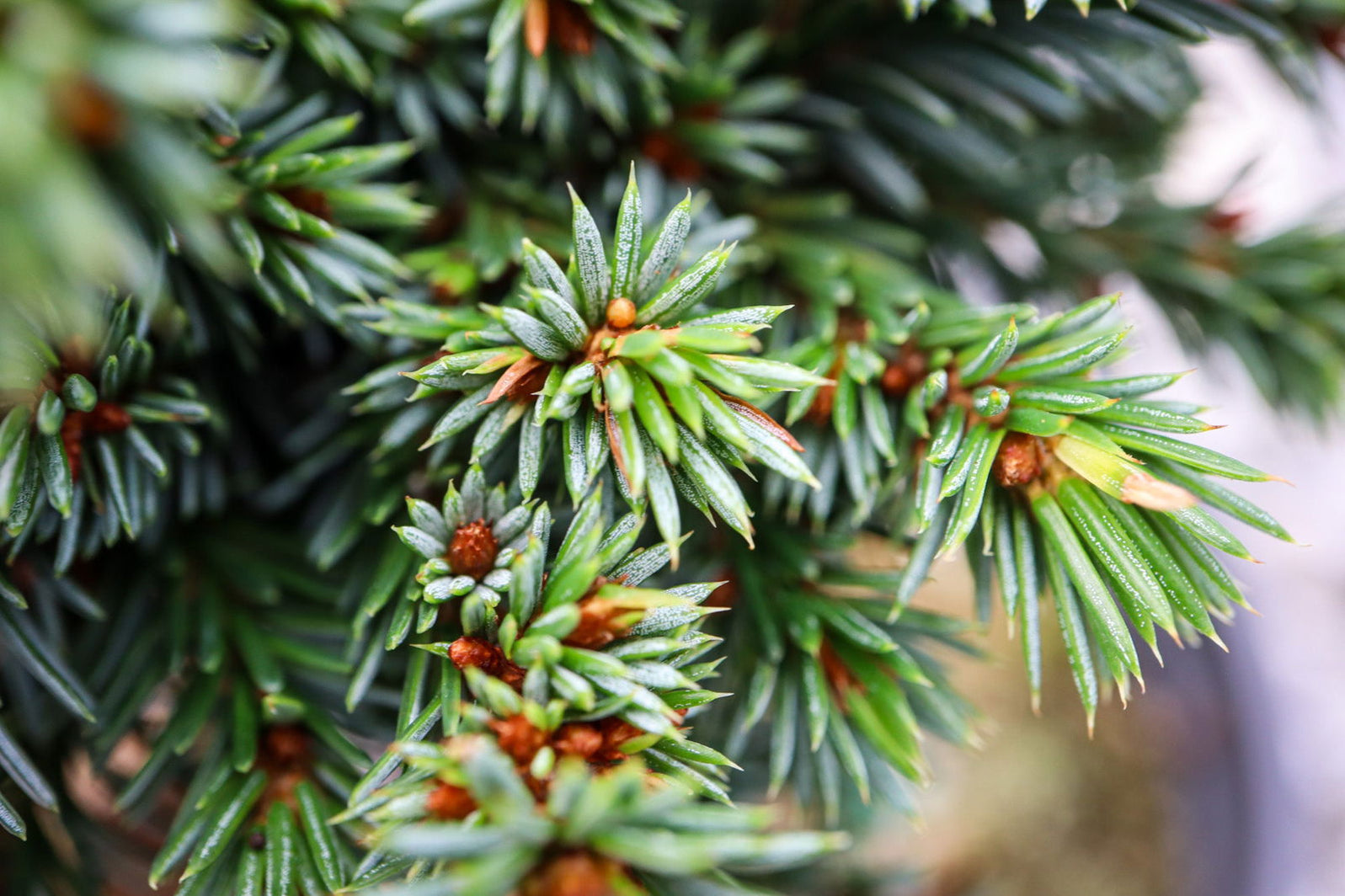 Buy Picea omorika 'Benson Blue' Dwarf Serbian Spruce — Mr Maple │ Buy ...