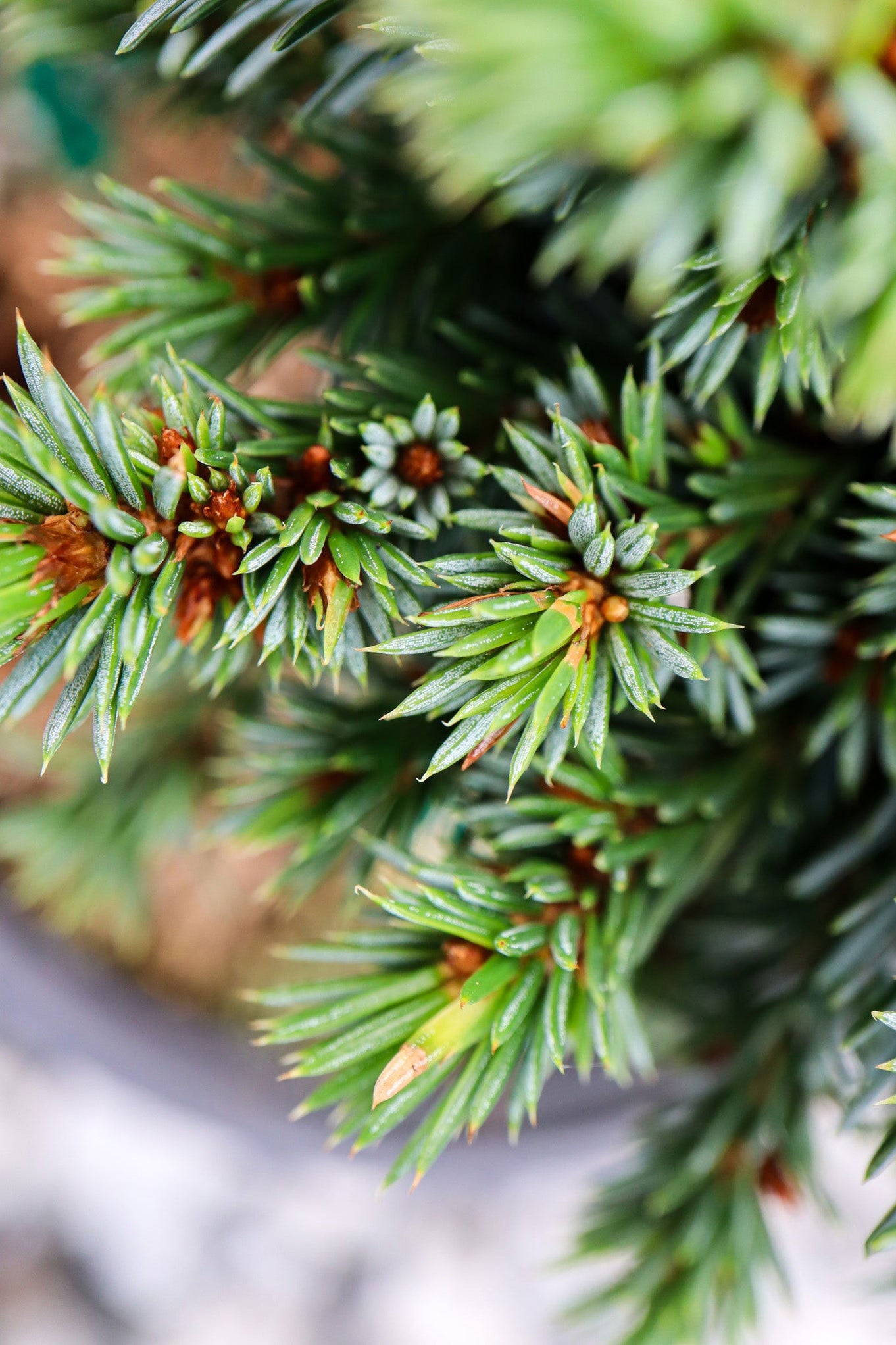 Buy Picea omorika 'Benson Blue' Dwarf Serbian Spruce — Mr Maple │ Buy ...