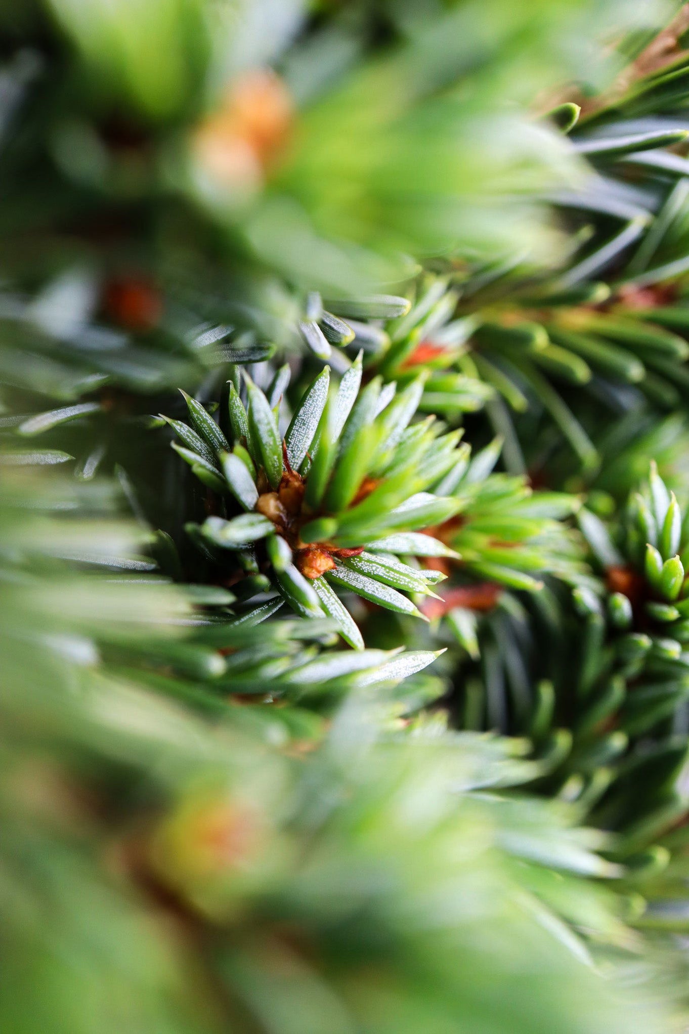 Buy Picea omorika 'Benson Blue' Dwarf Serbian Spruce — Mr Maple │ Buy ...