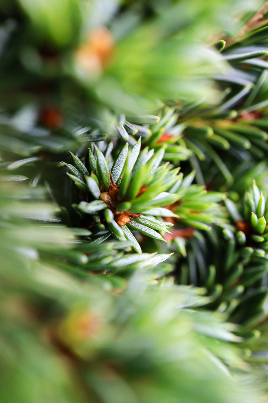 Buy Picea omorika 'Benson Blue' Dwarf Serbian Spruce — Mr Maple │ Buy ...