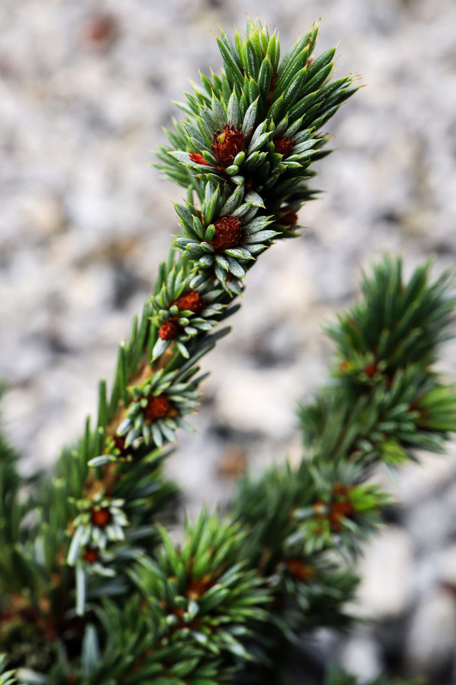 Buy Picea omorika 'Benson Blue' Dwarf Serbian Spruce — Mr Maple │ Buy ...