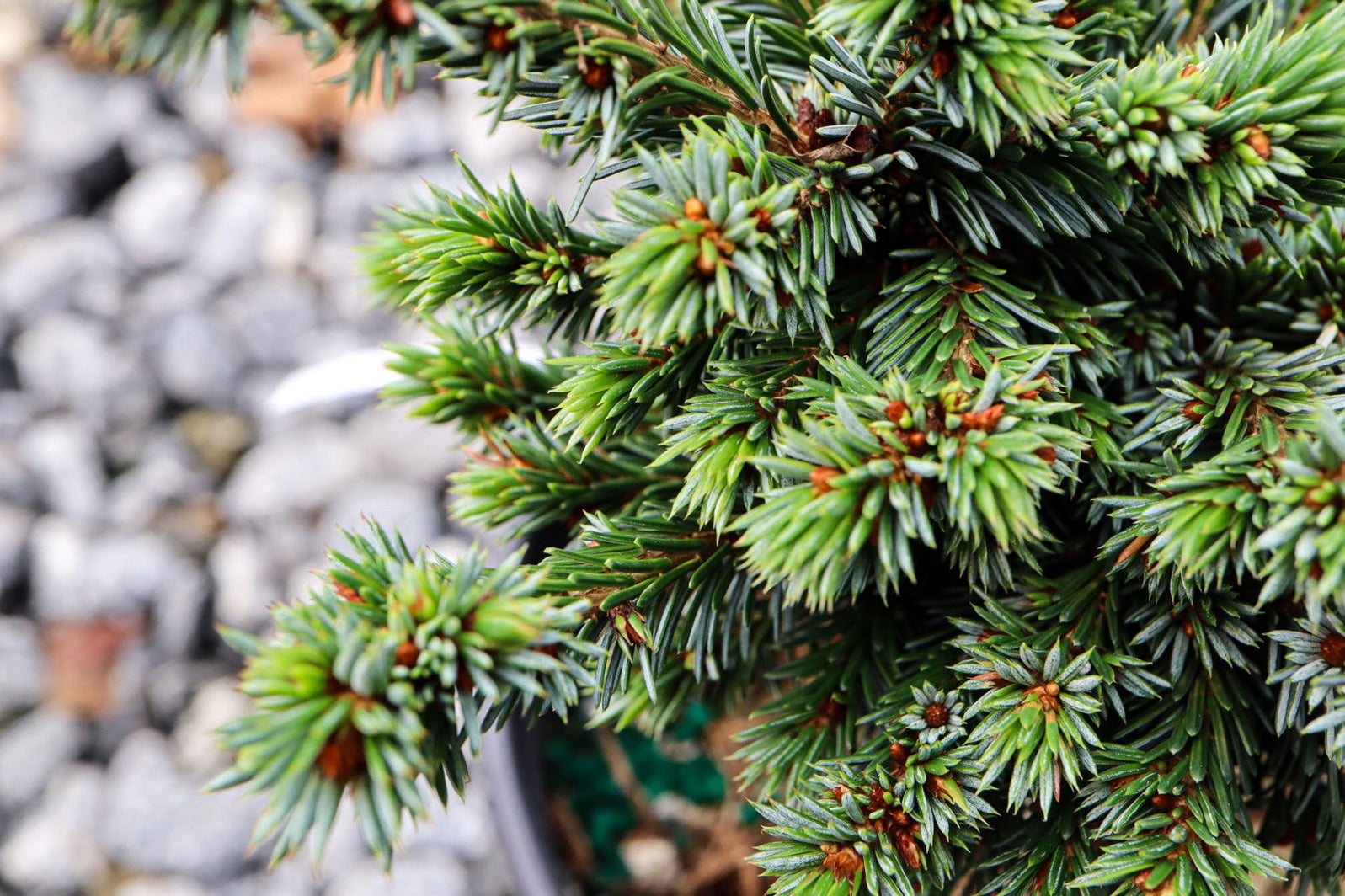 Buy Picea omorika 'Benson Blue' Dwarf Serbian Spruce — Mr Maple │ Buy ...