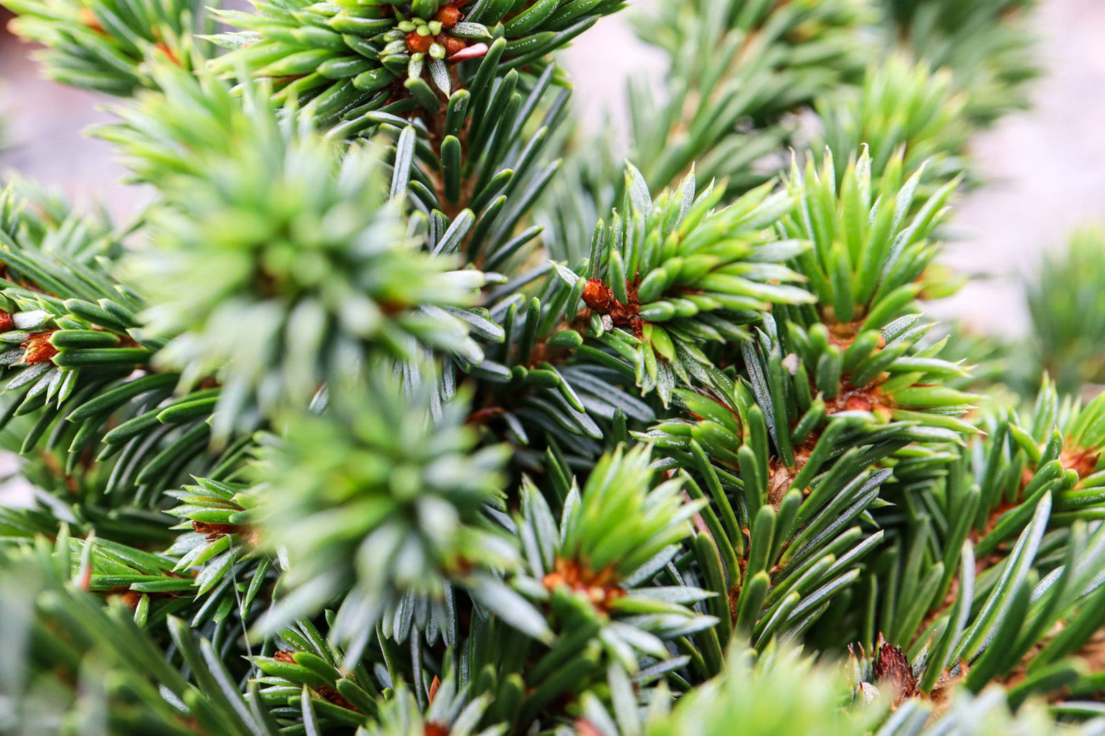 Buy Picea omorika 'Benson Blue' Dwarf Serbian Spruce — Mr Maple │ Buy ...