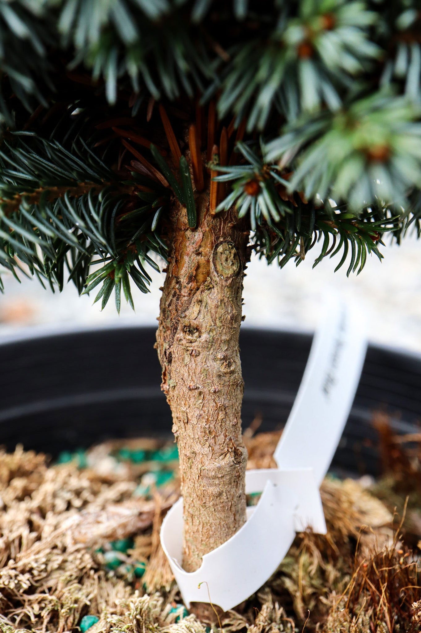Buy Picea omorika 'Benson Blue' Dwarf Serbian Spruce — Mr Maple │ Buy ...