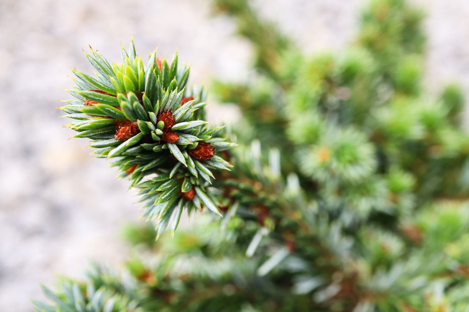 Buy Picea omorika 'Benson Blue' Dwarf Serbian Spruce — Mr Maple │ Buy ...