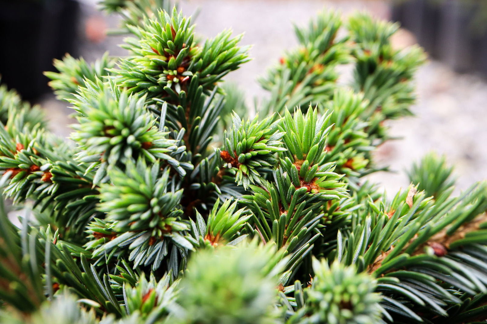 Buy Picea omorika 'Benson Blue' Dwarf Serbian Spruce — Mr Maple │ Buy ...