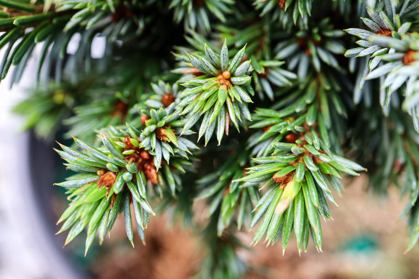 Buy Picea omorika 'Benson Blue' Dwarf Serbian Spruce — Mr Maple │ Buy ...