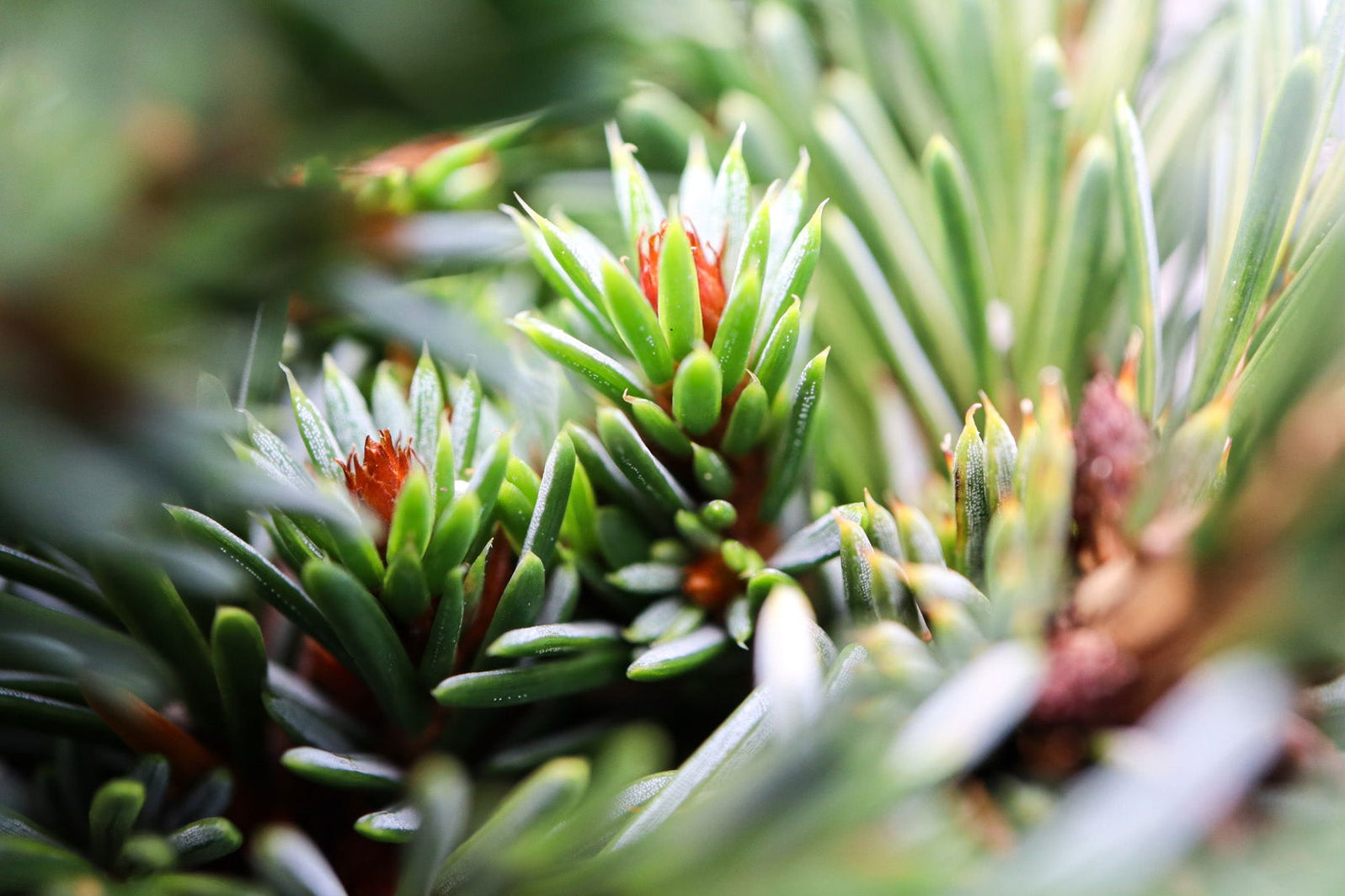 Buy Picea omorika 'Benson Blue' Dwarf Serbian Spruce — Mr Maple │ Buy ...