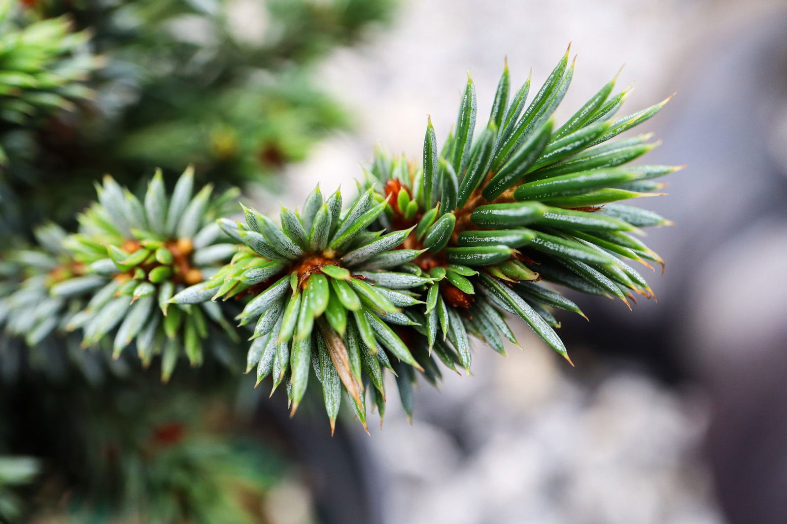 Buy Picea omorika 'Benson Blue' Dwarf Serbian Spruce — Mr Maple │ Buy ...