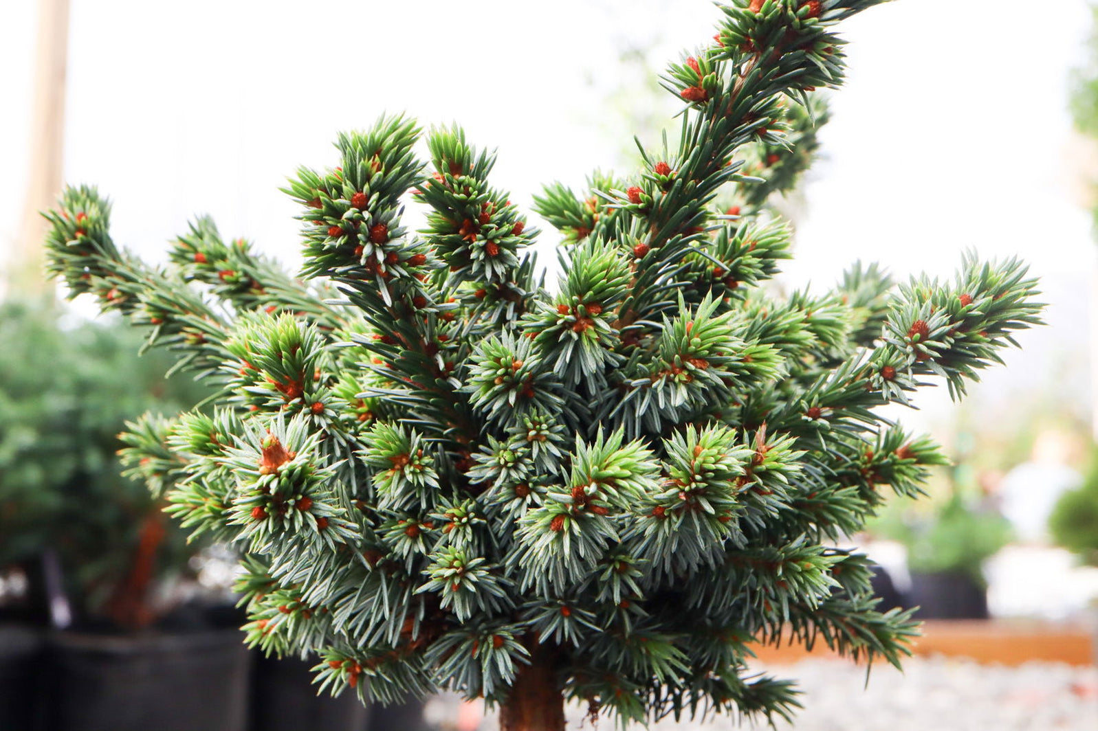 Buy Picea omorika 'Benson Blue' Dwarf Serbian Spruce — Mr Maple │ Buy ...