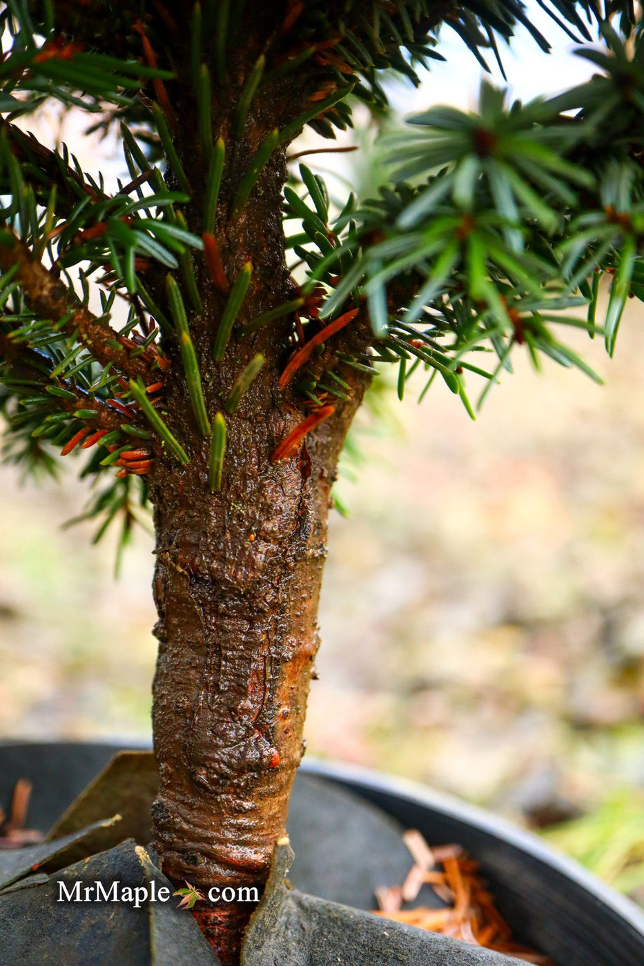 Buy Picea omorika 'Golden Midget' Serbian Spruce — Mr Maple │ Buy ...