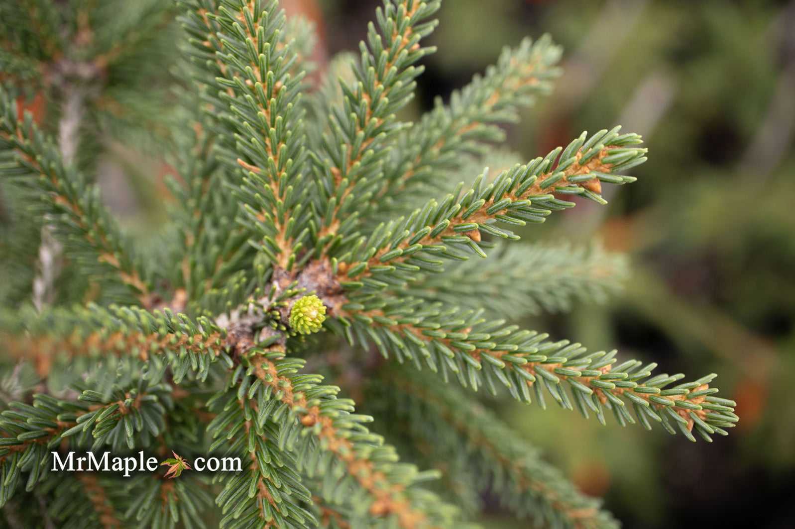 Buy Picea orientalis 'Aureospicata' Yellow-Tipped Caucasian Spruce — Mr ...