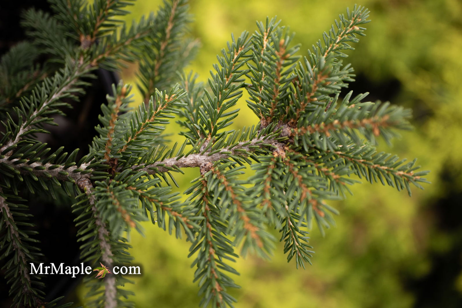 Buy Picea orientalis 'Aureospicata' Yellow-Tipped Caucasian Spruce — Mr ...