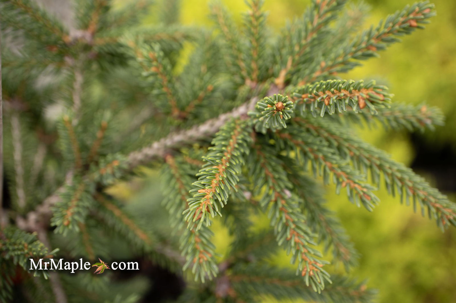 Buy Picea orientalis 'Aureospicata' Yellow-Tipped Caucasian Spruce — Mr ...