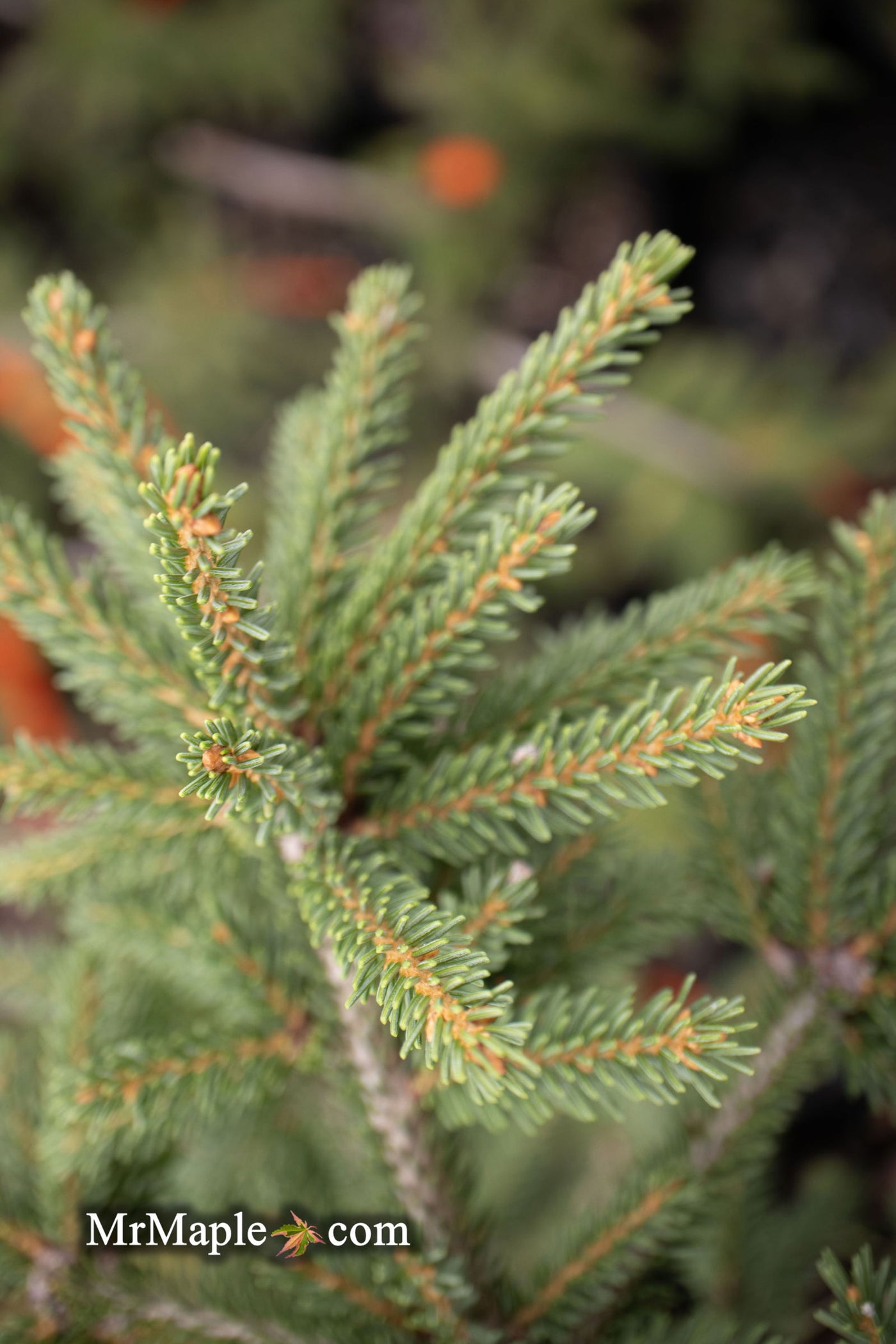 Buy Picea orientalis 'Aureospicata' Yellow-Tipped Caucasian Spruce — Mr ...