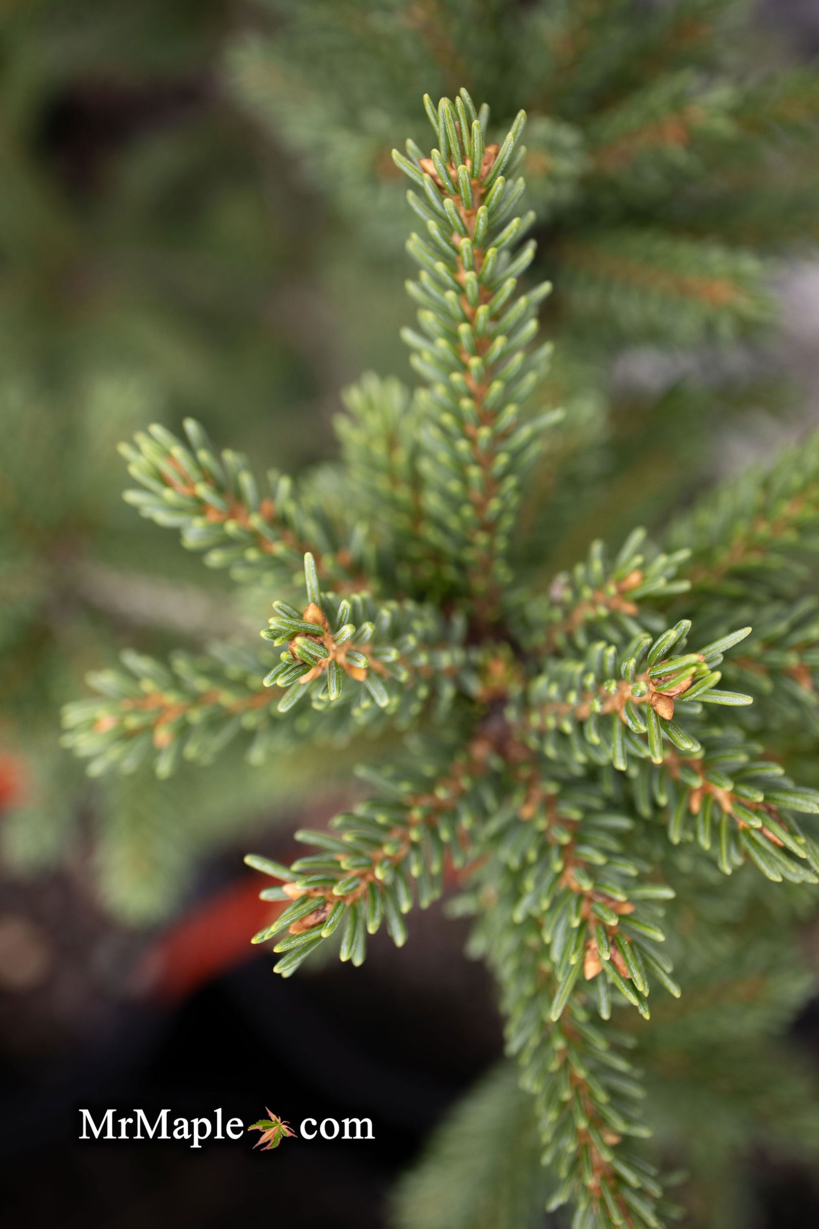 Buy Picea orientalis 'Aureospicata' Yellow-Tipped Caucasian Spruce — Mr ...