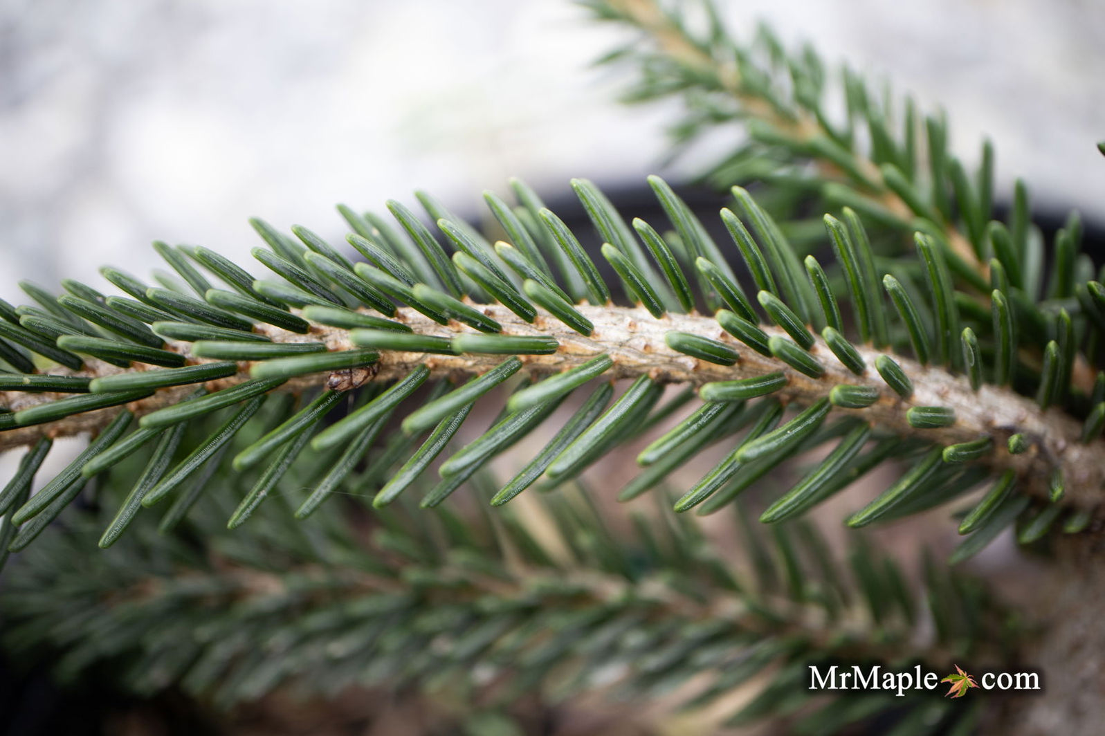 Picea orientalis 'Gowdy' Oriental Spruce — Mr Maple │ Buy Japanese ...