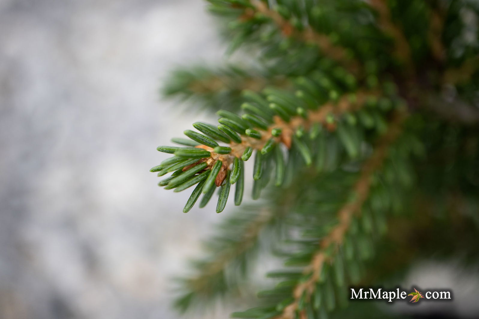 Picea orientalis 'Gowdy' Oriental Spruce — Mr Maple │ Buy Japanese ...