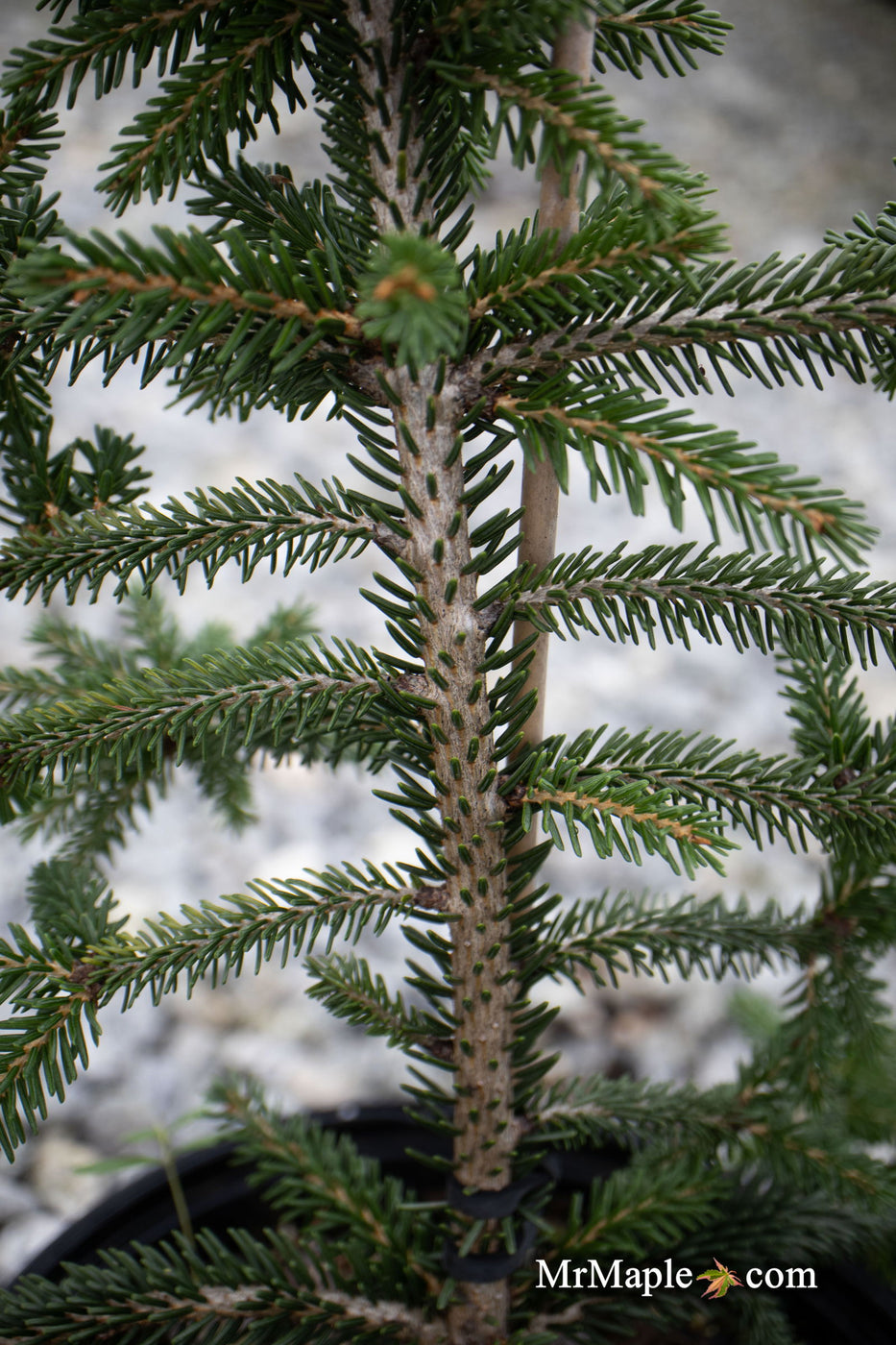 Picea orientalis 'Gowdy' Oriental Spruce — Mr Maple │ Buy Japanese ...