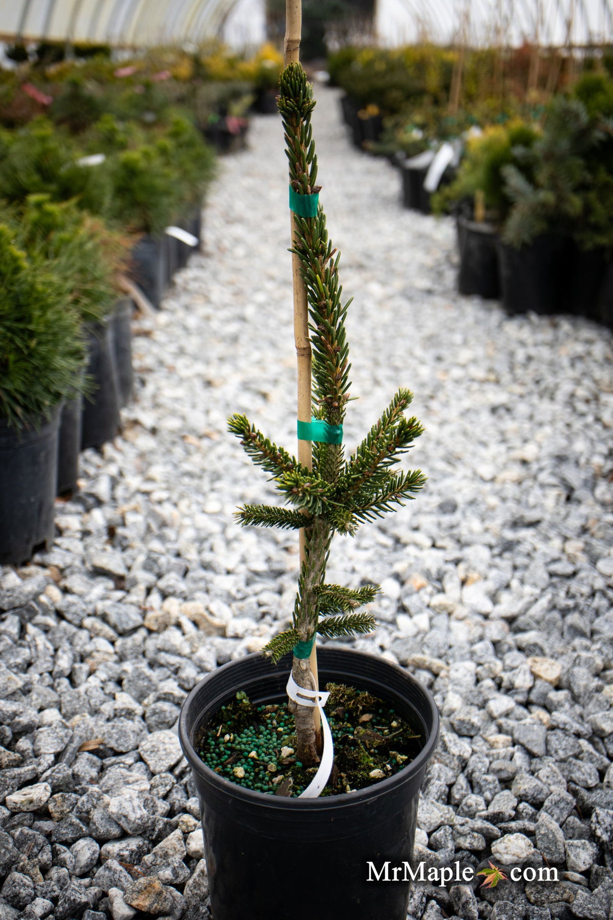 Picea orientalis 'Green Knight' Oriental Spruce — Mr Maple │ Buy ...