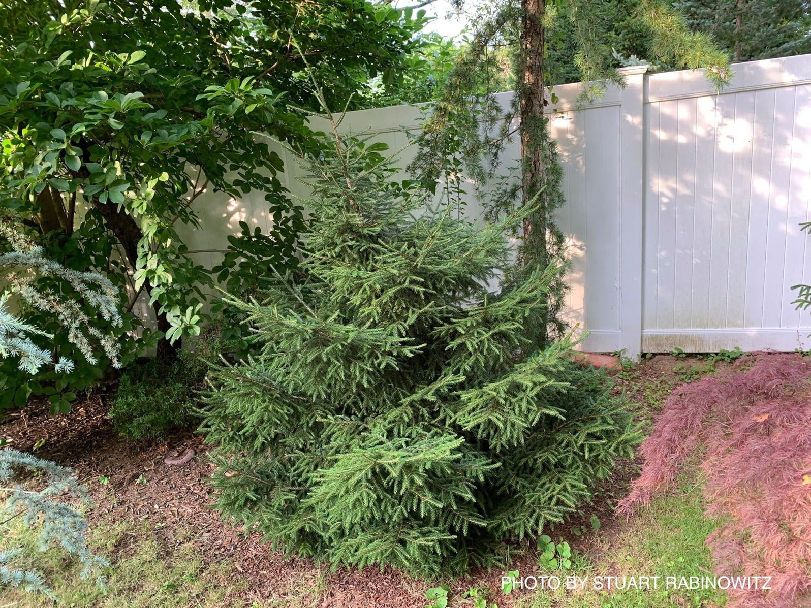 Picea orientalis 'Nigra Compacta' Dwarf Oriental Spruce — Mr Maple ...