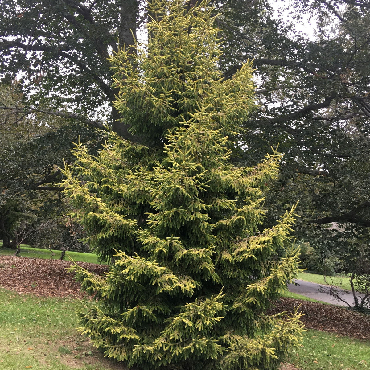 Buy Picea orientalis 'Skylands' Golden Oriental Spruce — Mr Maple │ Buy ...