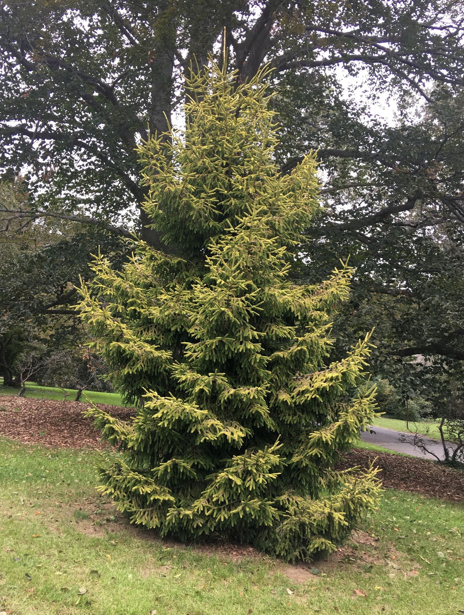 Buy Picea orientalis 'Skylands' Golden Oriental Spruce — Mr Maple │ Buy ...