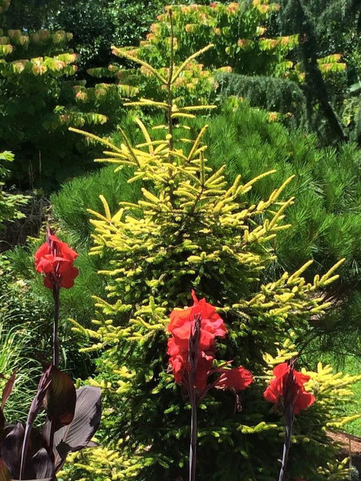 Buy Picea orientalis 'Skylands' Golden Oriental Spruce — Mr Maple │ Buy ...
