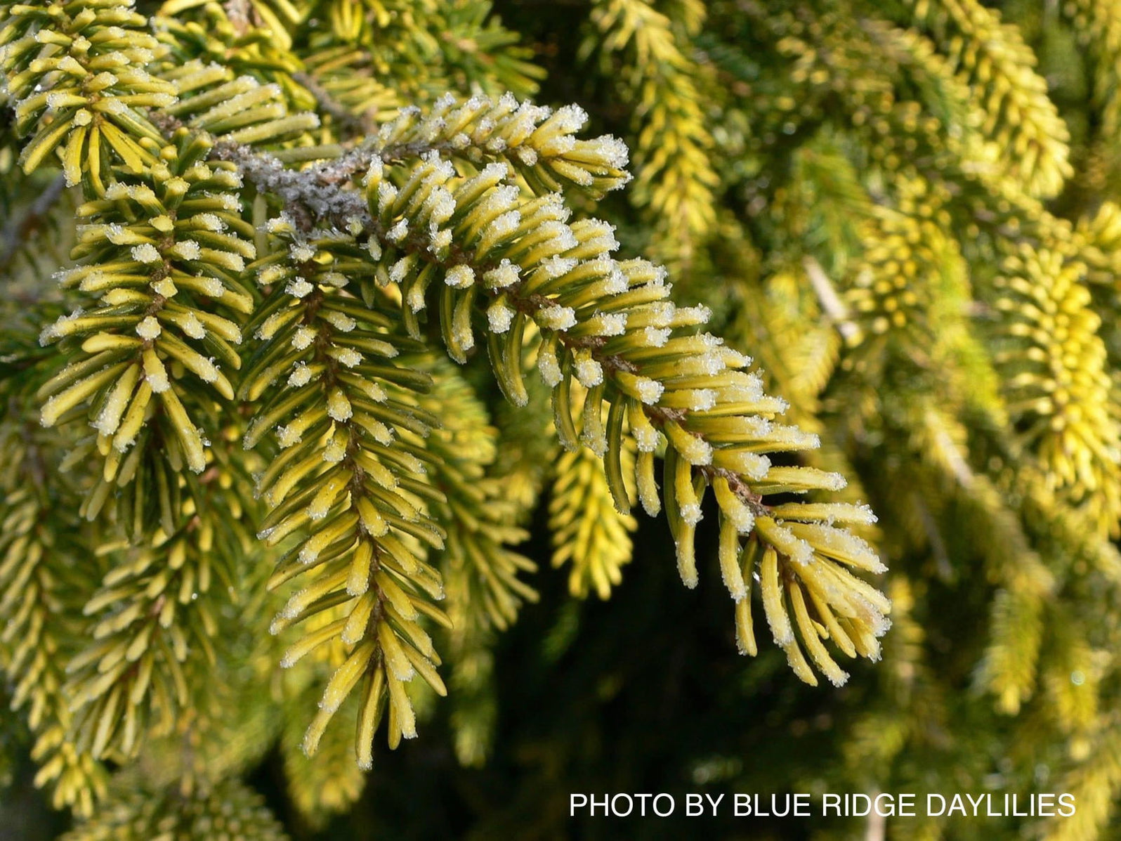 Buy Picea orientalis 'Skylands' Golden Oriental Spruce — Mr Maple │ Buy ...