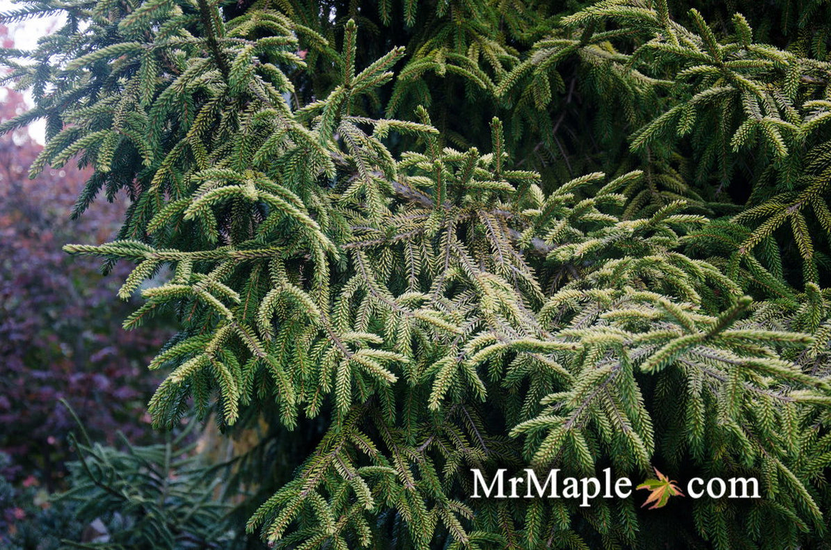 Buy Picea orientalis 'Skylands' Golden Oriental Spruce — Mr Maple │ Buy ...