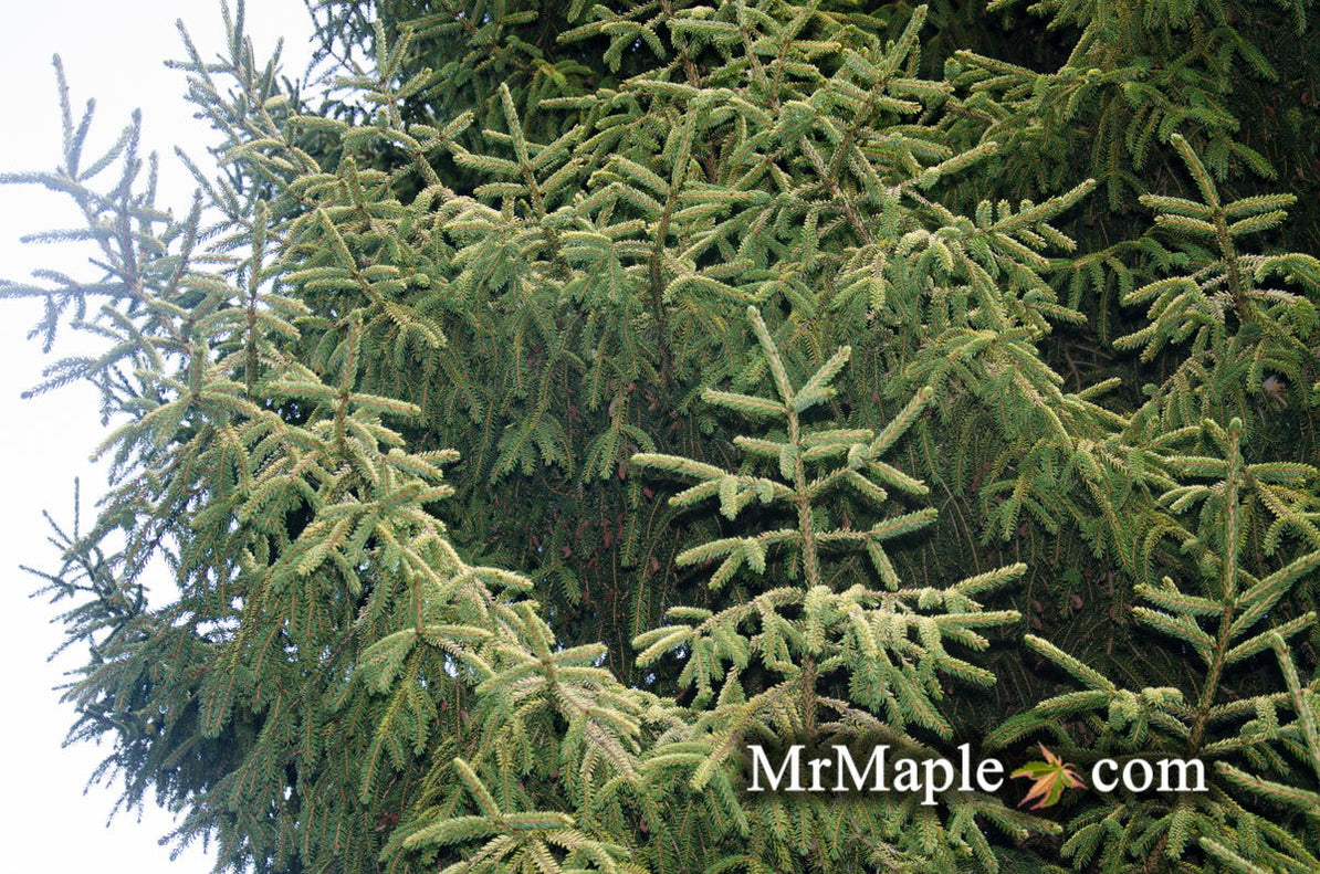 Buy Picea orientalis 'Skylands' Golden Oriental Spruce — Mr Maple │ Buy ...