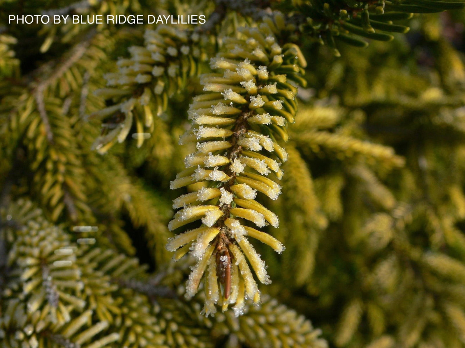Buy Picea orientalis 'Skylands' Golden Oriental Spruce — Mr Maple │ Buy ...