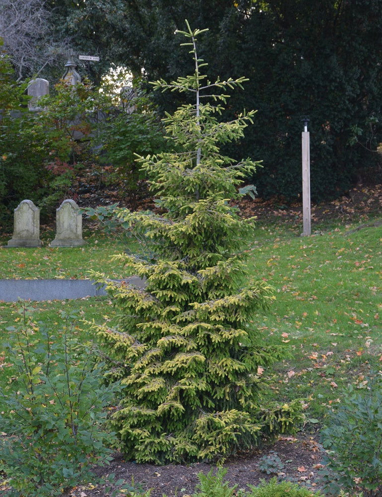 Buy Picea orientalis 'Skylands' Golden Oriental Spruce — Mr Maple │ Buy ...